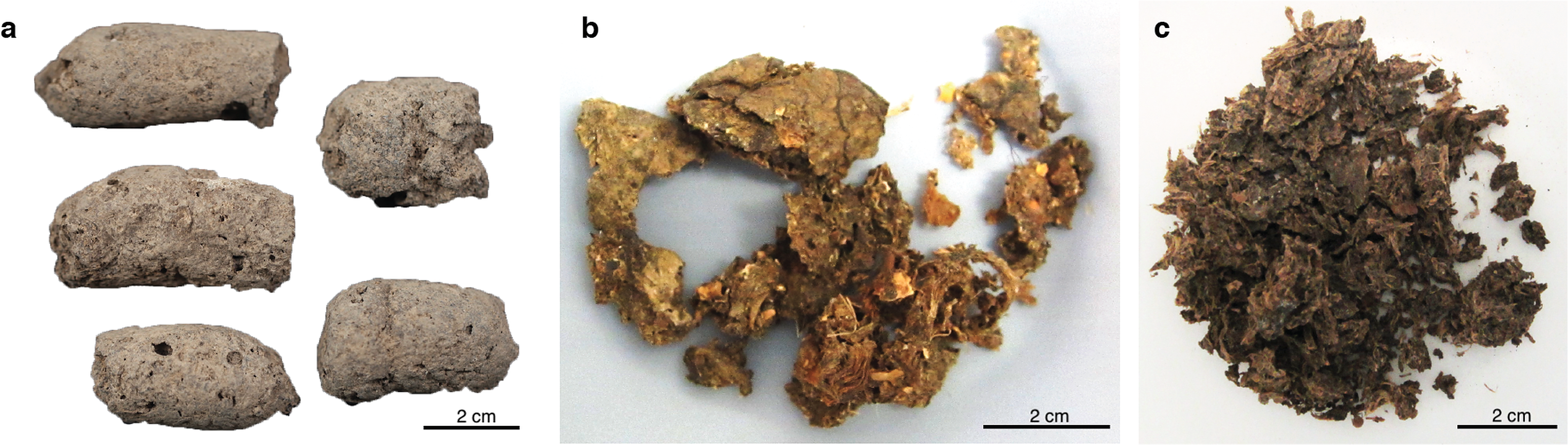 Coprólitos: São uma das relíquias menos atraentes dos humanos ...